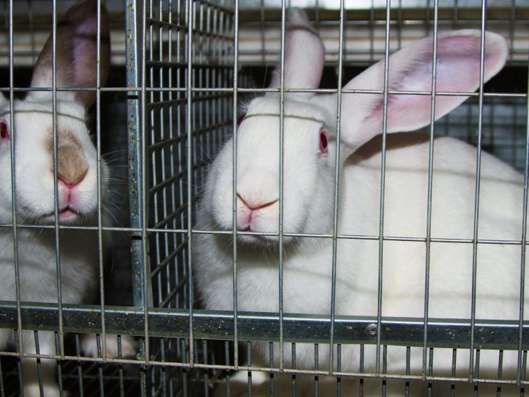 Animal Legal Defense Fund - The Legal Voice for All Animals