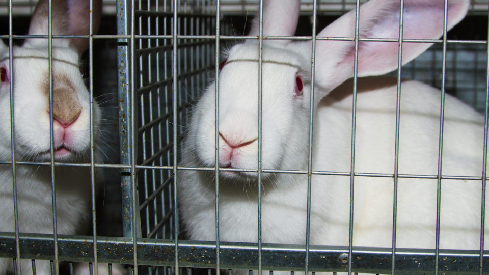 Animal Legal Defense Fund - The Legal Voice for All Animals